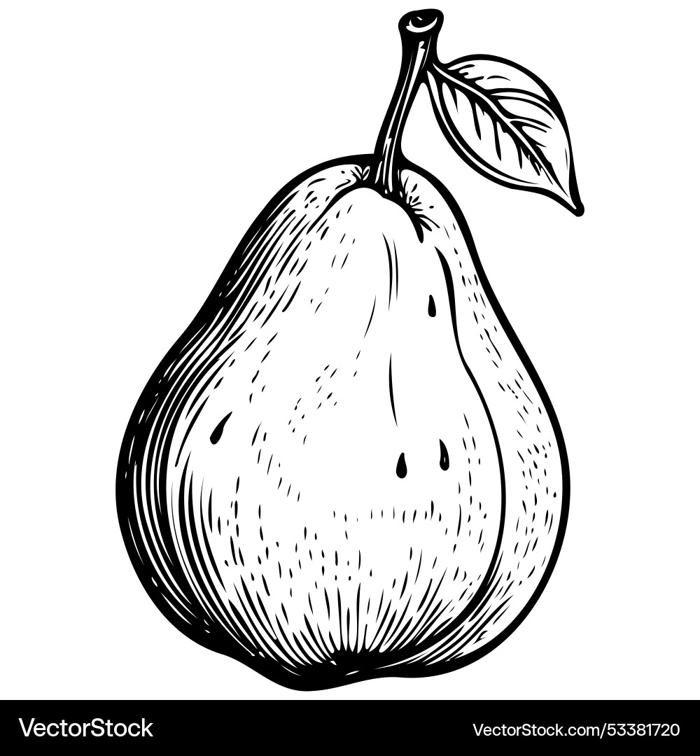 Gorham pear drawing vintage fruit image Royalty Free Vector