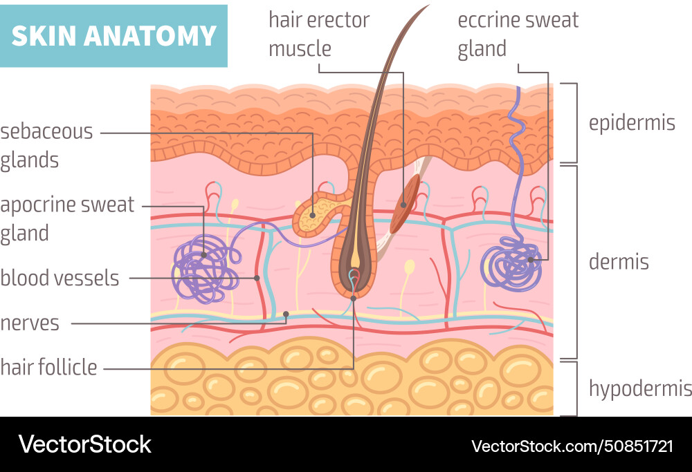 Human skin anatomy infographics Royalty Free Vector Image
