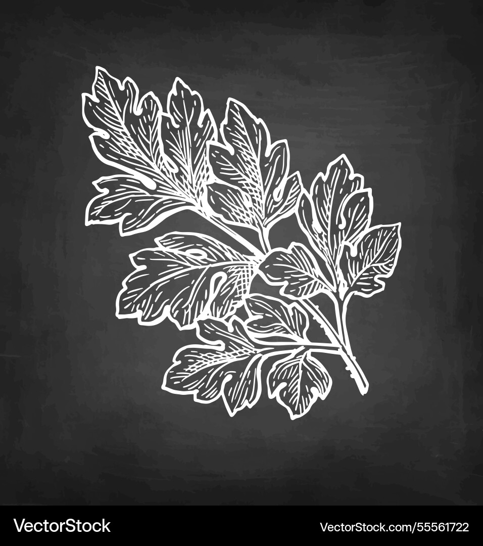 Chervil herb chalk sketch Royalty Free Vector Image