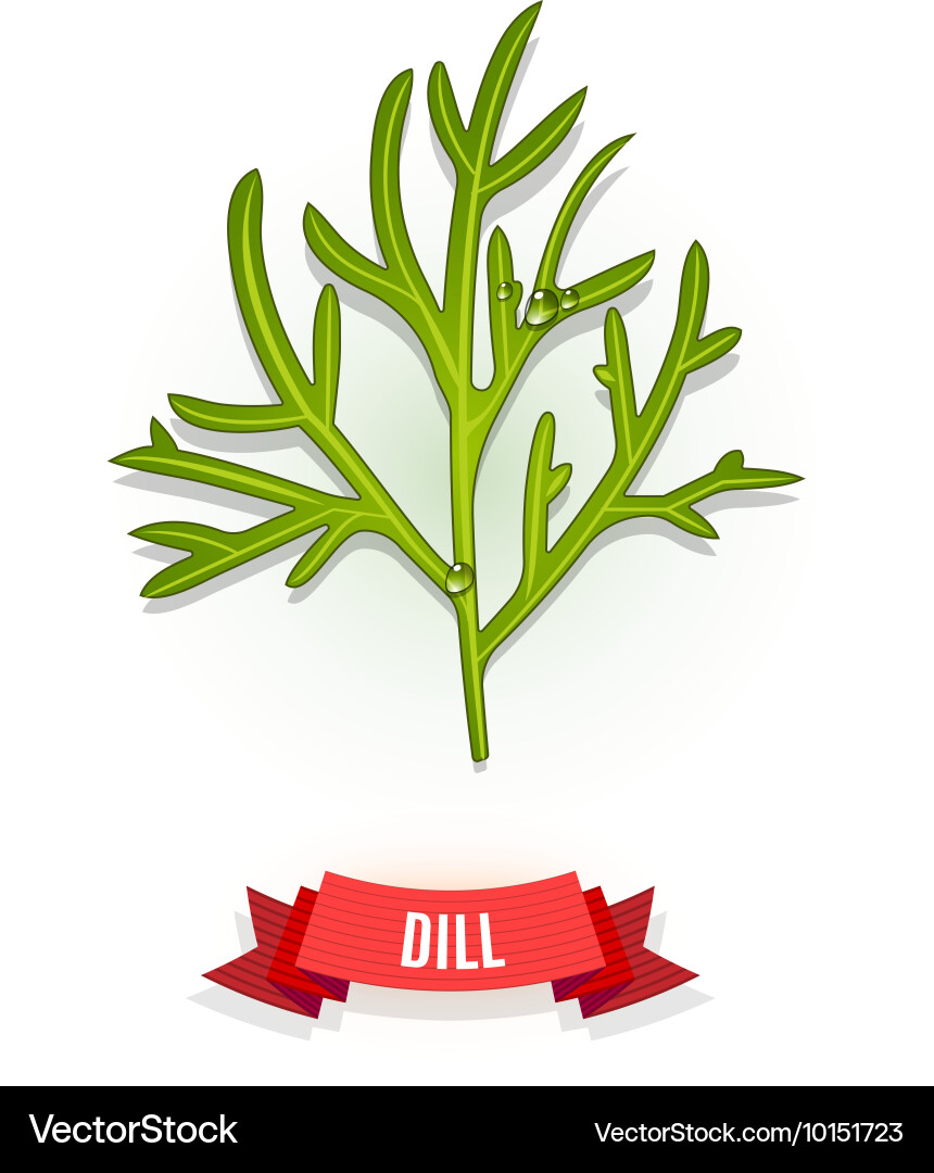 Leaves of dill Royalty Free Vector Image - VectorStock