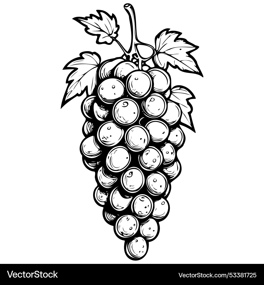 Grape drawing fruit head line art black realistic Vector Image