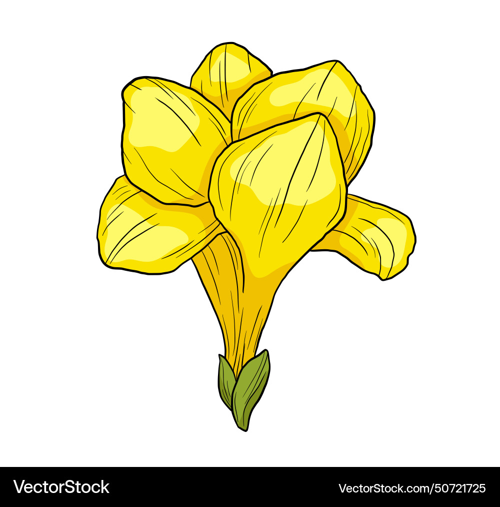 Hand drawn freesia flower Royalty Free Vector Image