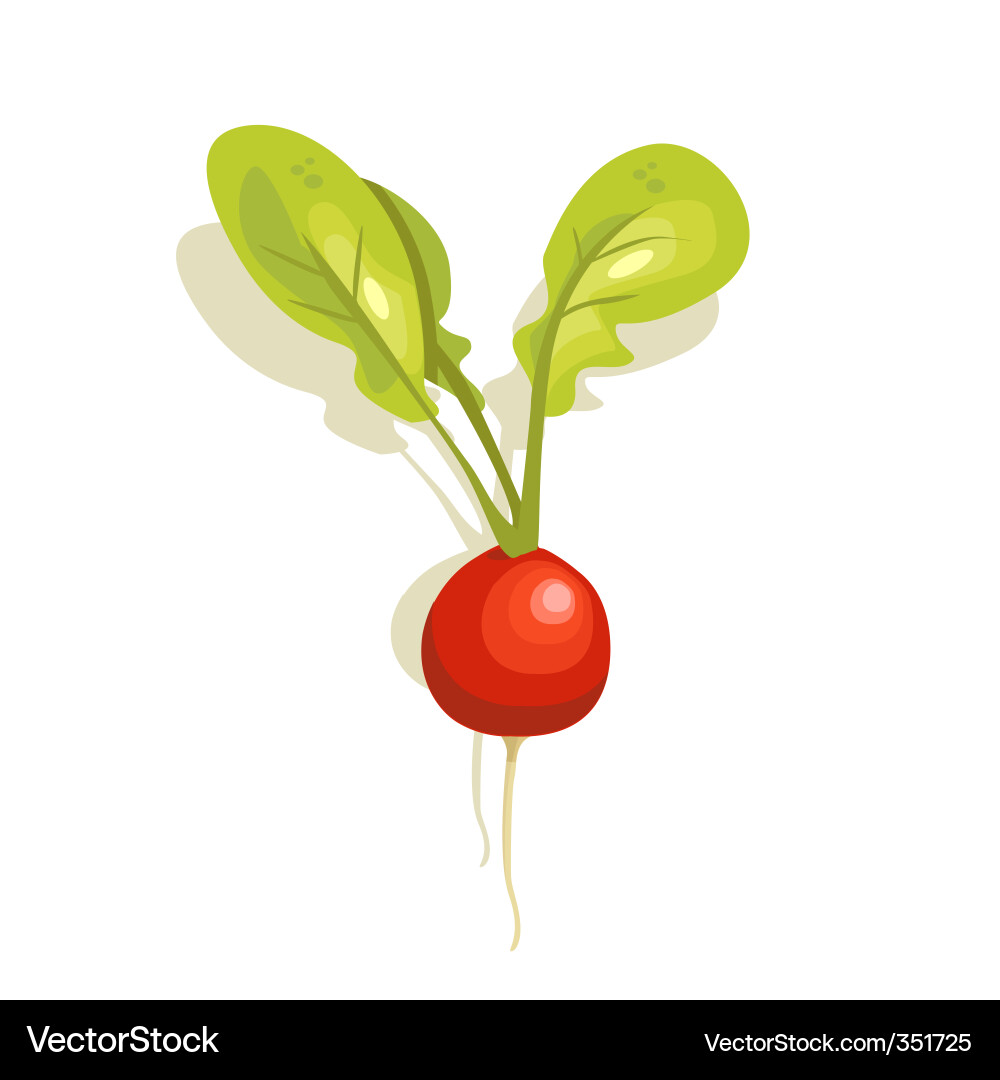 Radish Royalty Free Vector Image - VectorStock