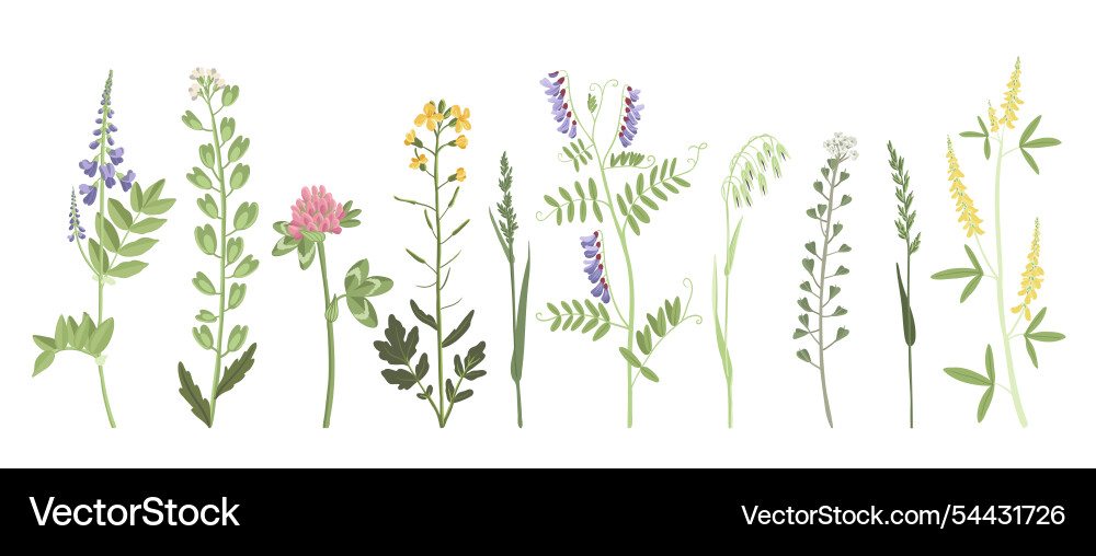 Drawing plants green manure Royalty Free Vector Image