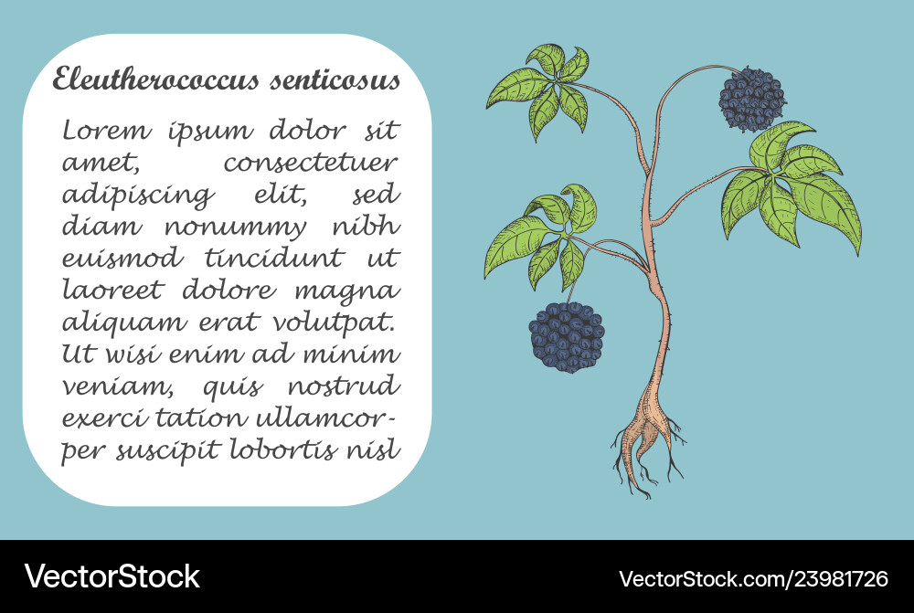 Eleuthero Root - Herbal Medicine Banner Royalty Free Vector