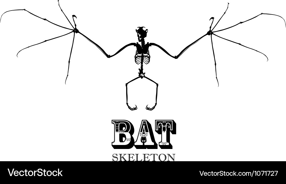 Bat skeleton Royalty Free Vector Image - VectorStock