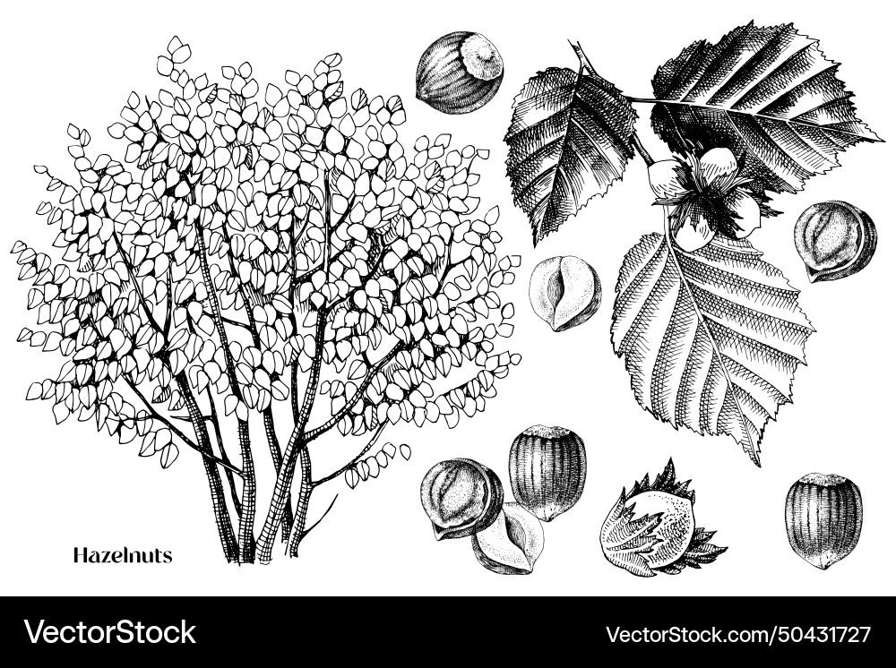 Hand drawn hazelnuts set Royalty Free Vector Image