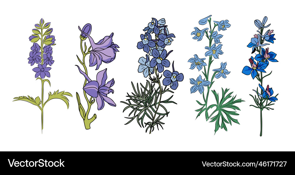 Larkspur Floral Art Royalty Free Vector Image - VectorStock