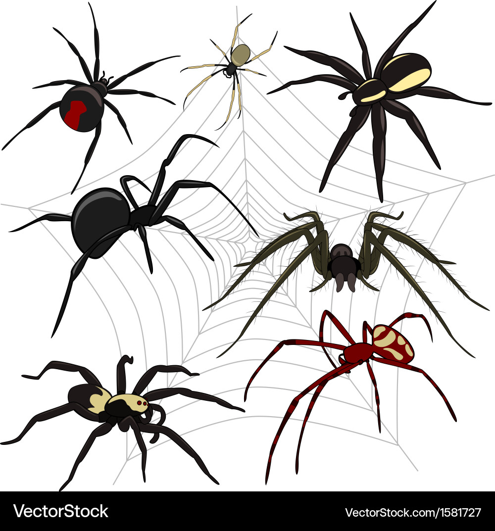 Spider set Royalty Free Vector Image - VectorStock