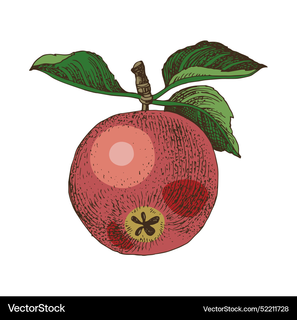 Apple tree branch hand drawn Royalty Free Vector Image