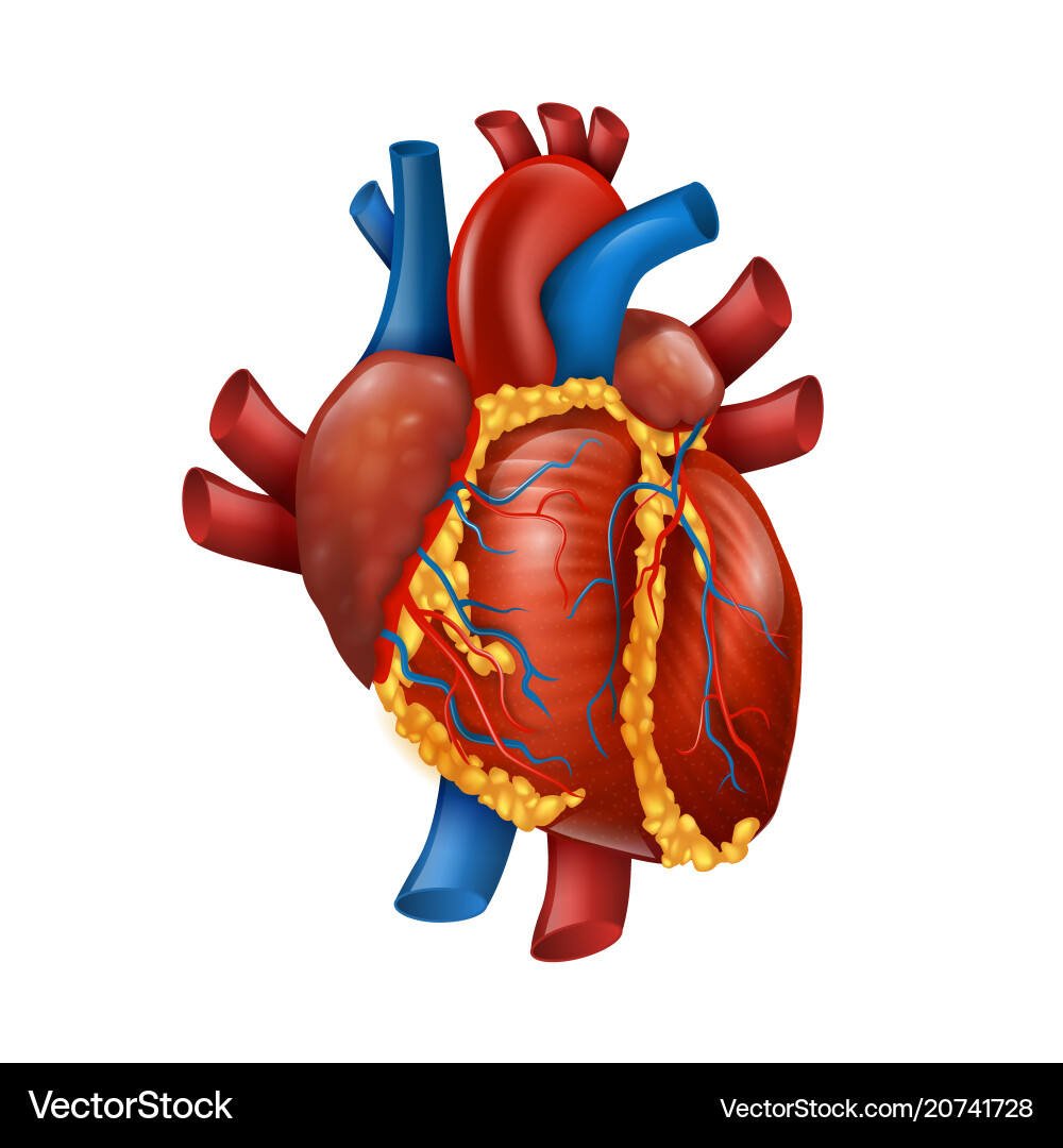Healthy Human Heart Chamber Enriched Proteins In Cardiovascular