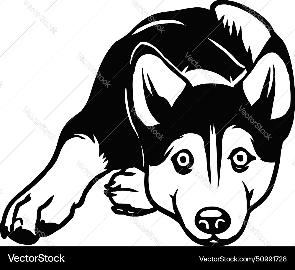Siberian husky dog - lying stock Royalty Free Vector Image
