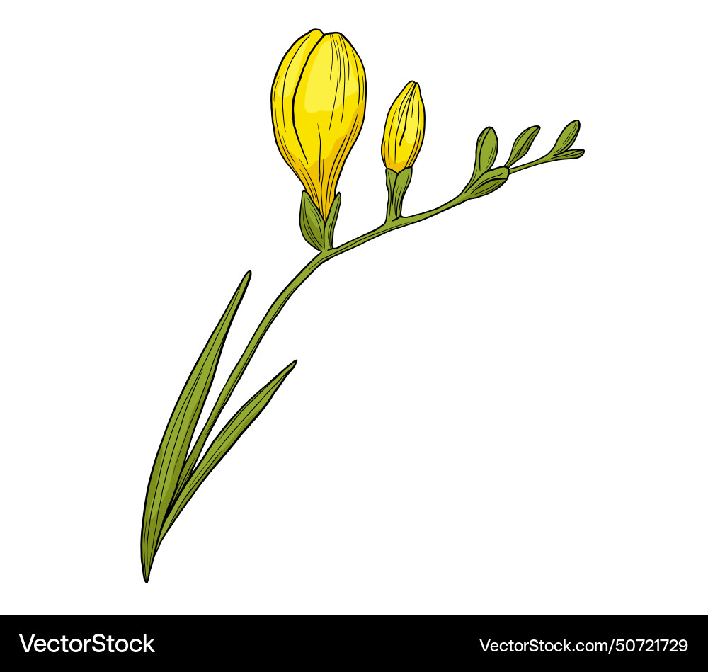 Hand drawn freesia flower with leaves Royalty Free Vector