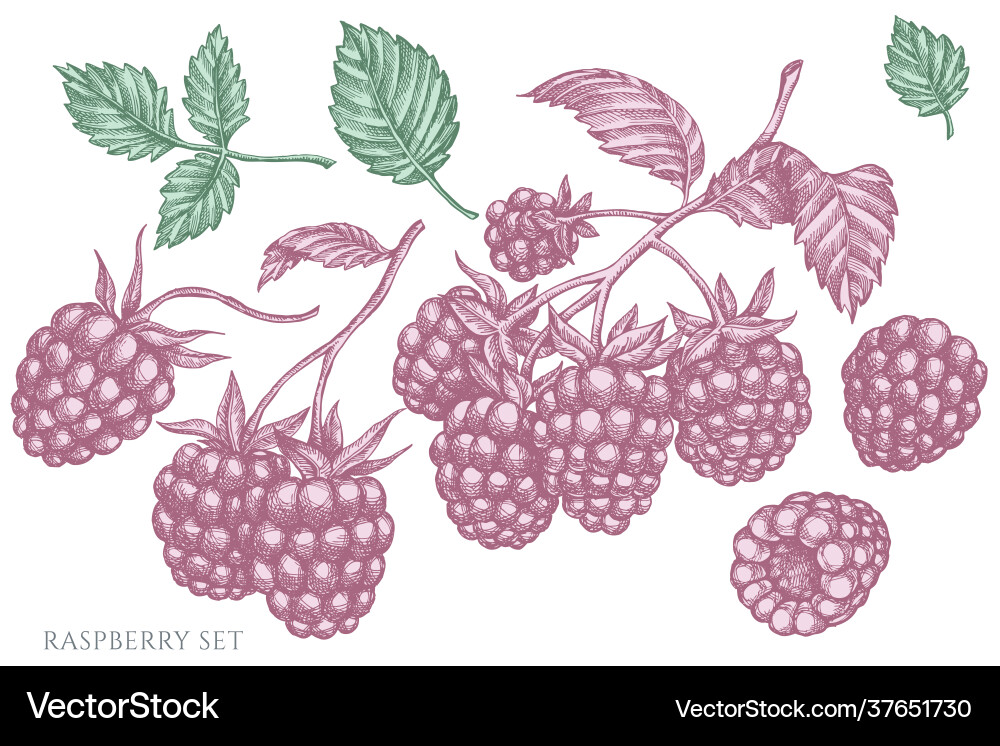 Hand-Drawn Pastel Raspberry Set Royalty Free Vector Image