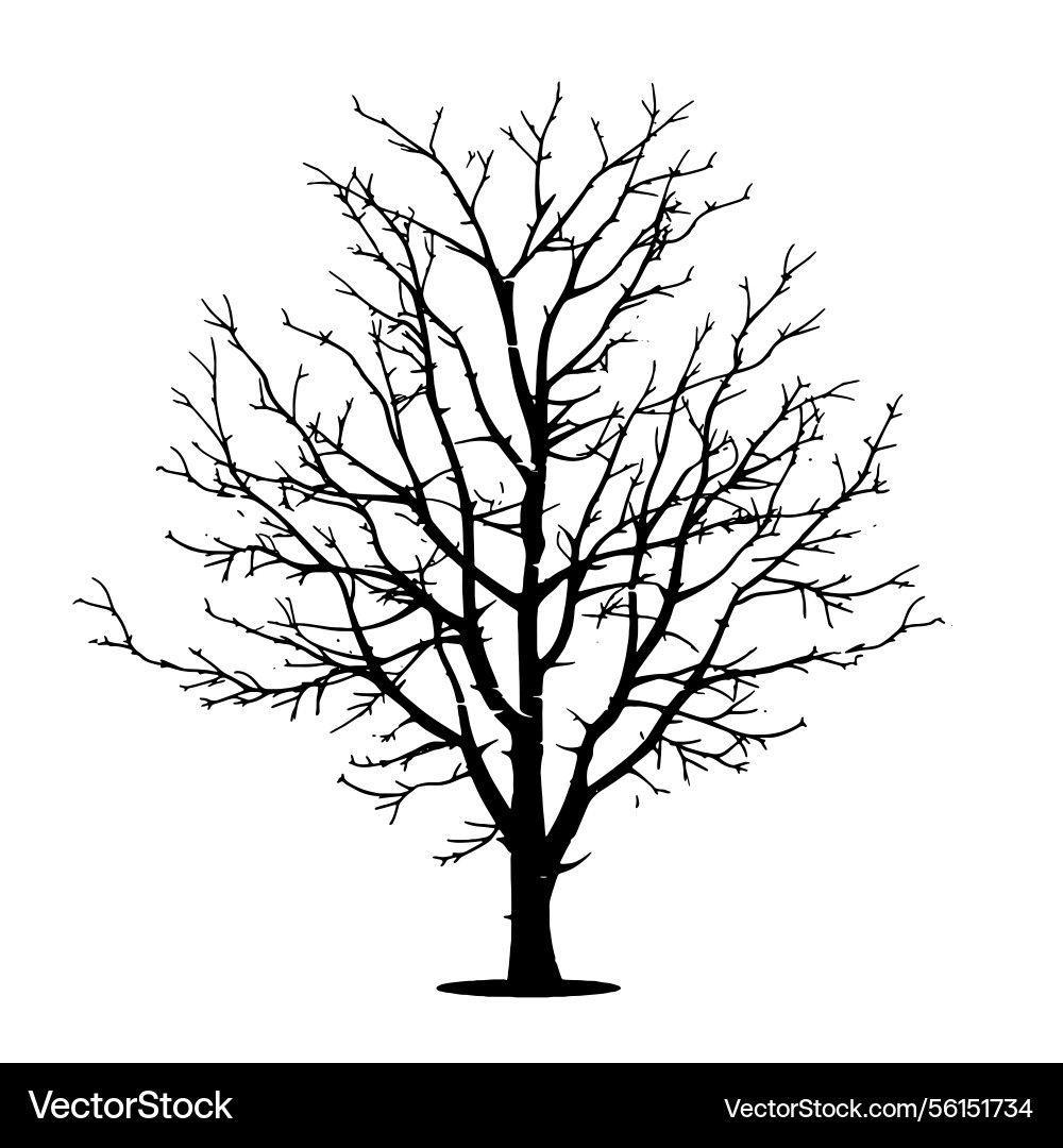 Realistic birch tree silhouette clipart Royalty Free Vector