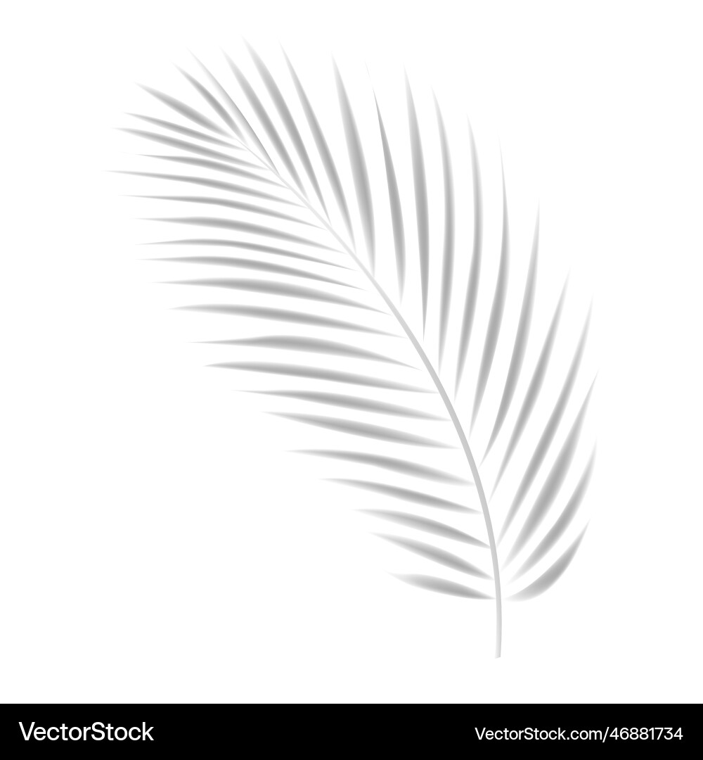 Tropical leaves shadow mockup with palm Royalty Free Vector