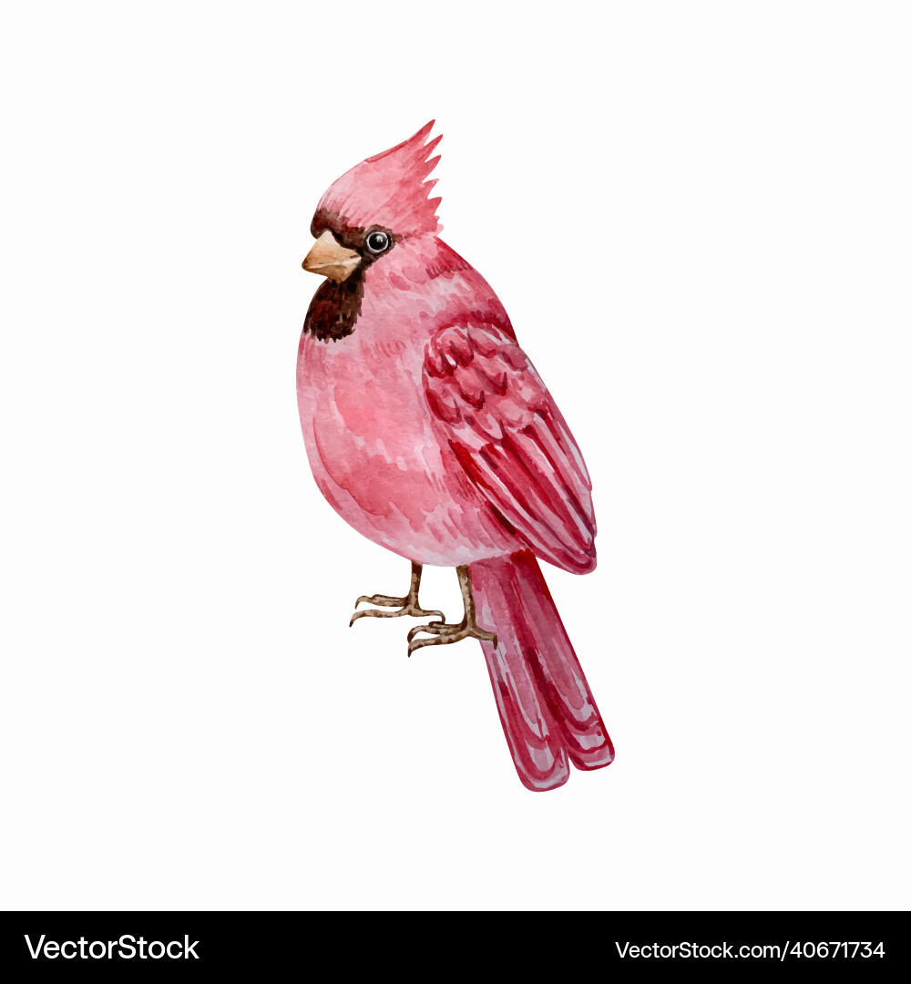 Watercolor Red Cardinal Bird Royalty Free Vector Image