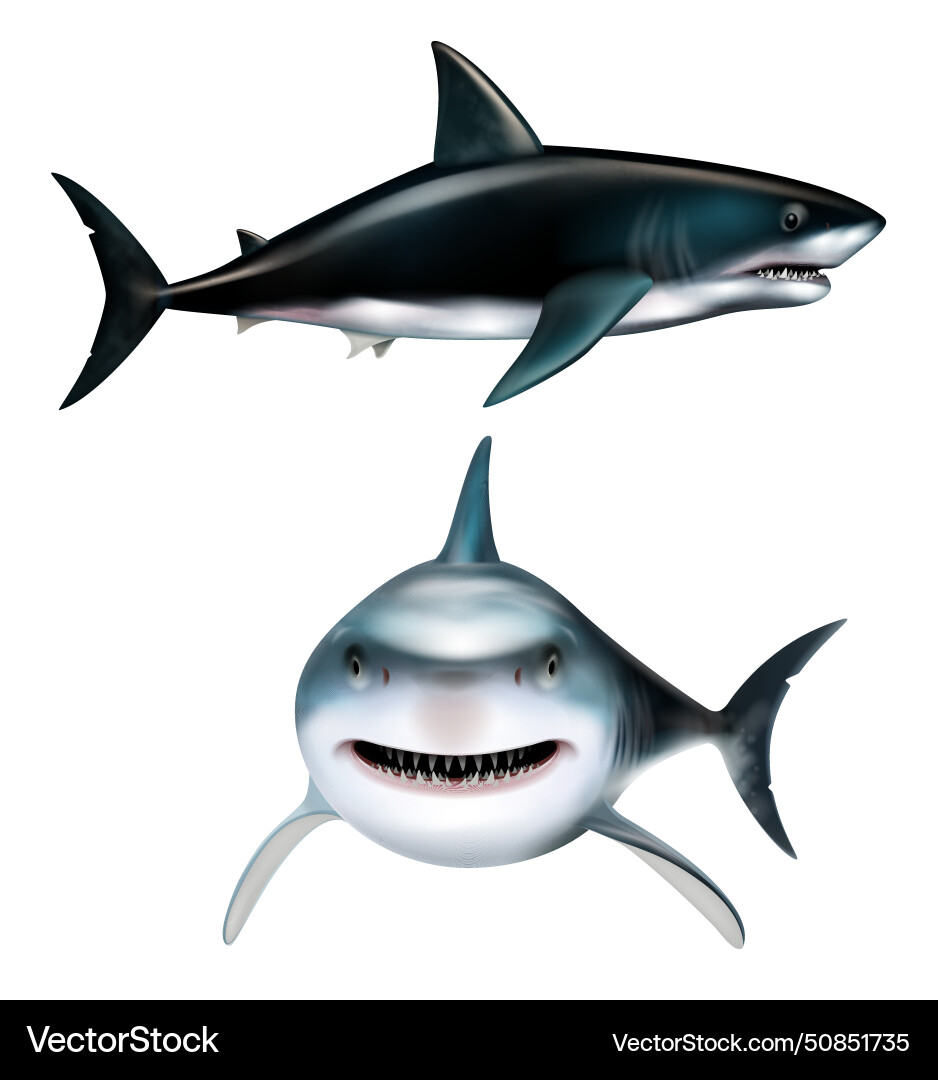 Shark realistic set Royalty Free Vector Image - VectorStock