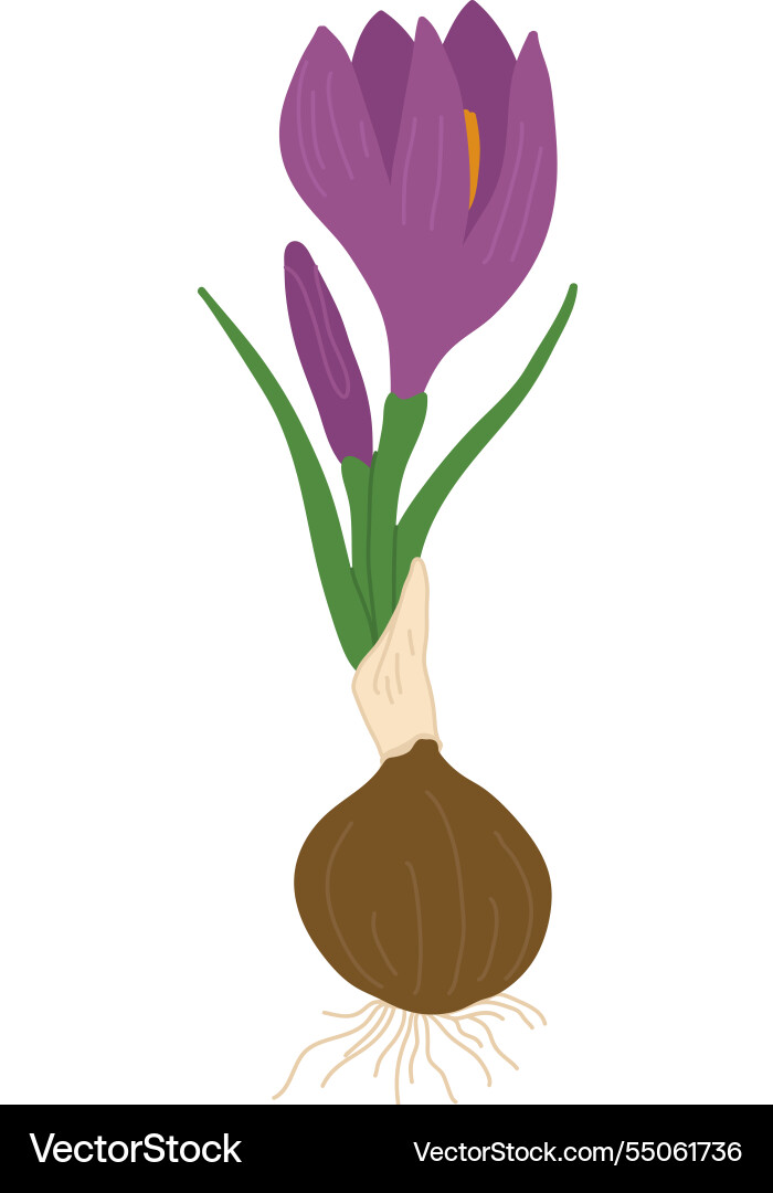 Hand drawn crocus flower with bulb Royalty Free Vector Image