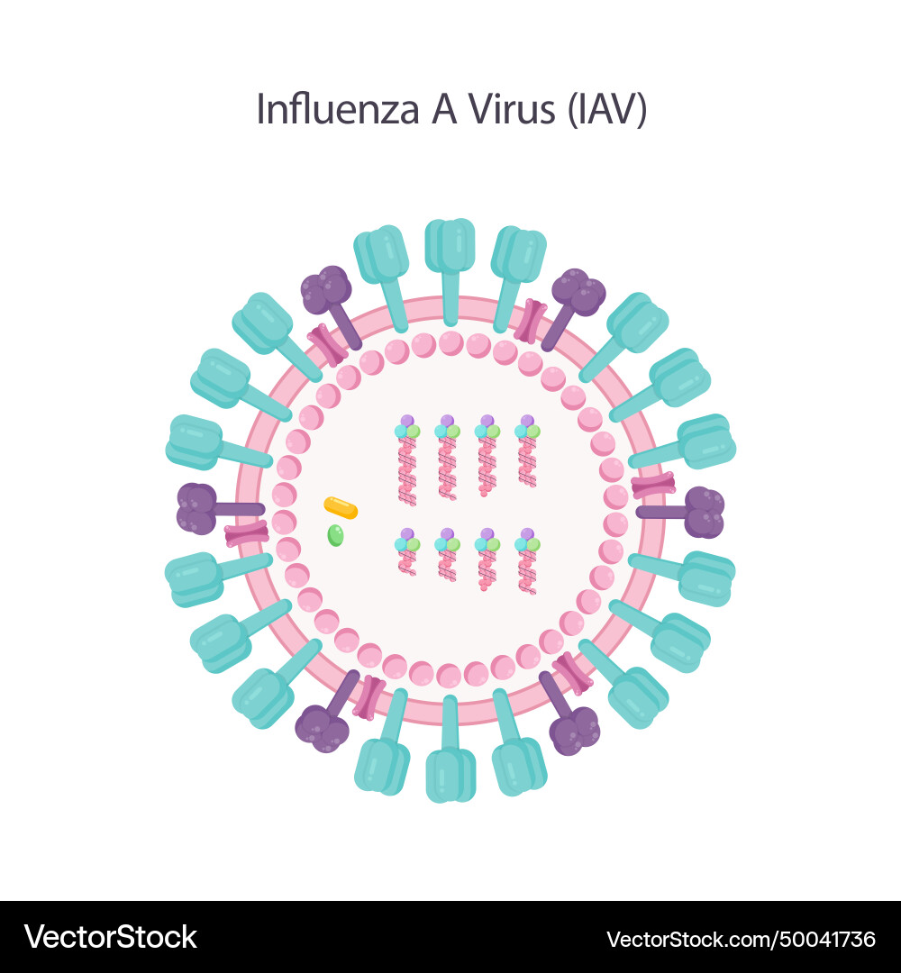 Influenza Vector Images (over 72,000)