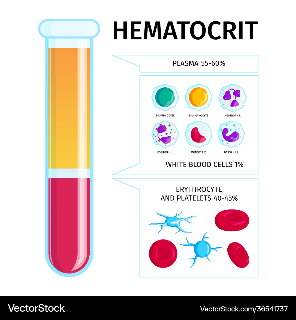 Blood cells plasma infographics Royalty Free Vector Image
