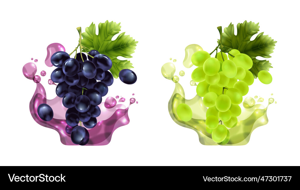 Grape juice splashes Royalty Free Vector Image