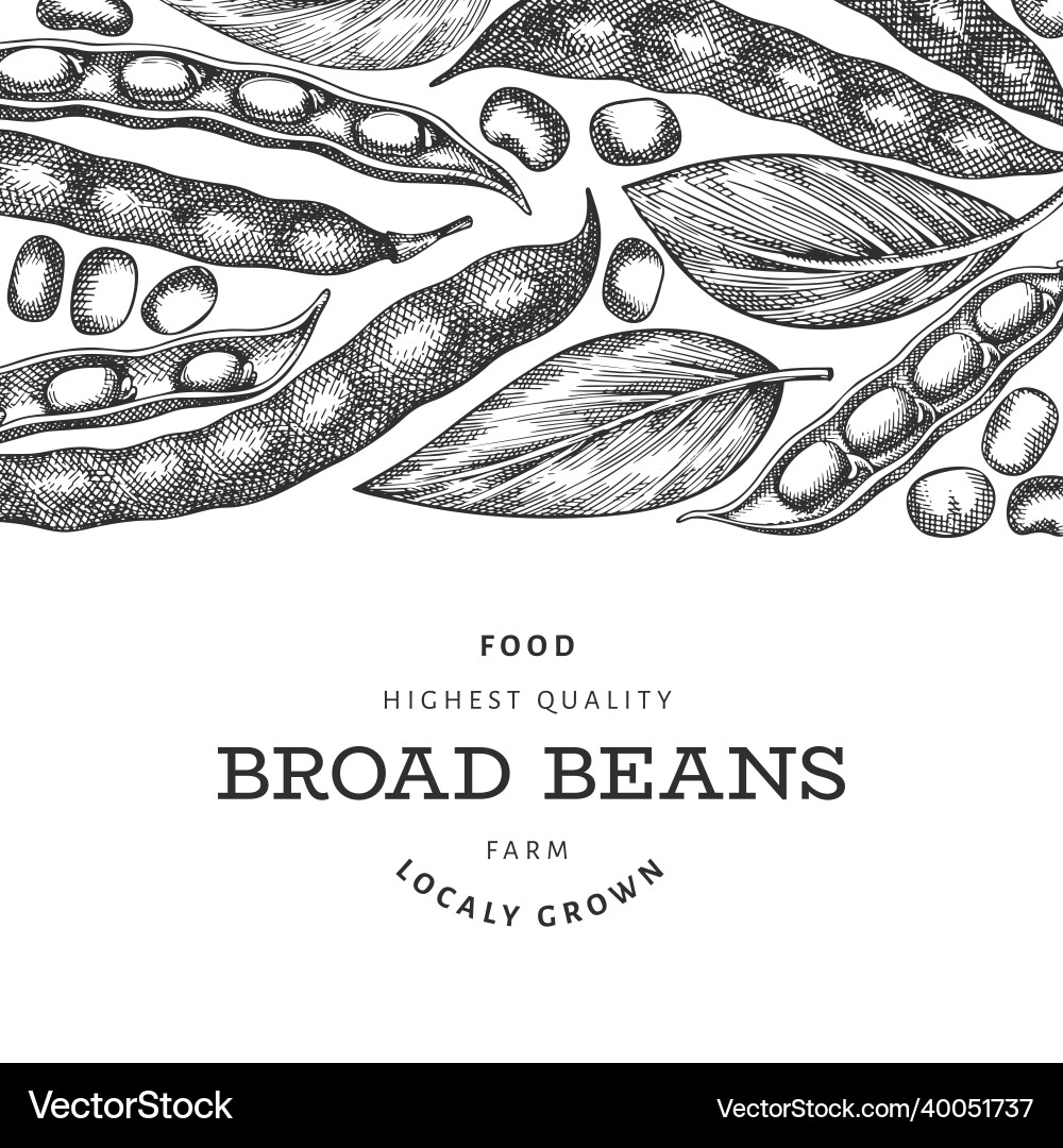Hand drawn broad beans design template organic Vector Image