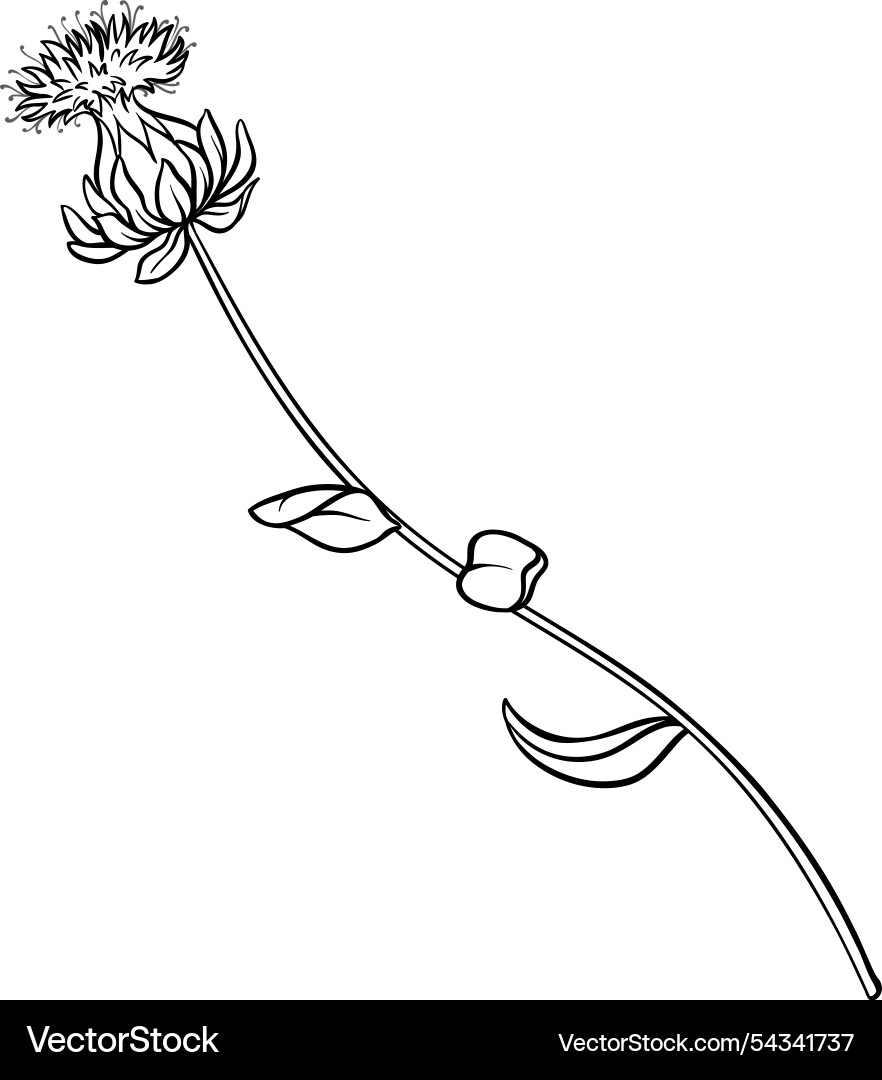 Safflower plant with flower outline Royalty Free Vector