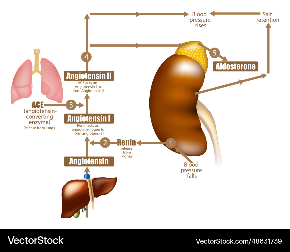 Renin-Angiotensin-Aldosterone System Diagram Vector Image
