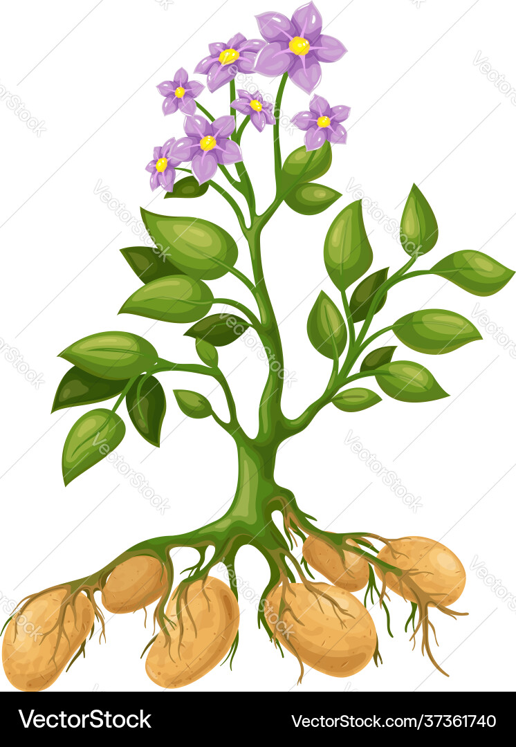Potato Plant with Flowers Royalty Free Vector Image