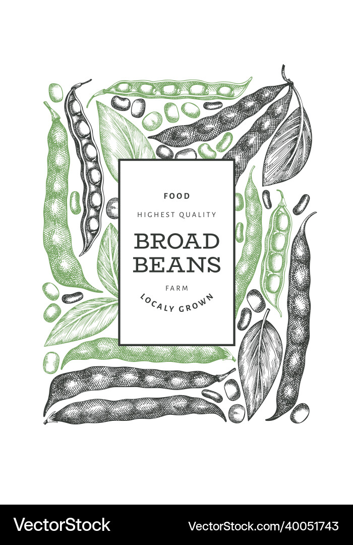 Hand drawn broad beans design template organic Vector Image