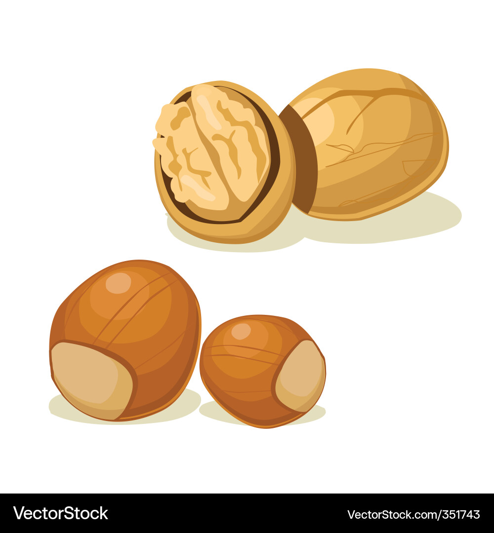 Hazelnut walnut Royalty Free Vector Image - VectorStock