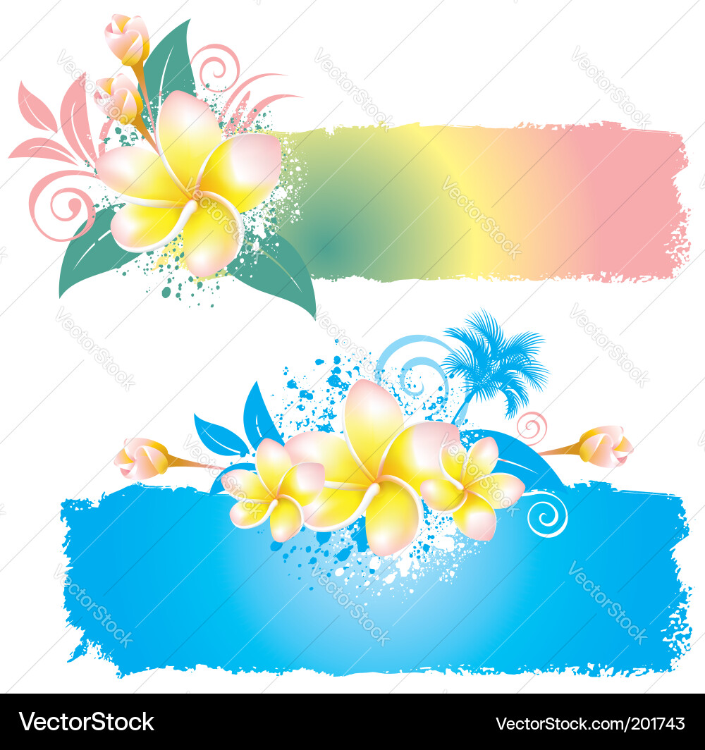 Tropical Plumeria Flowers Royalty Free Vector Image