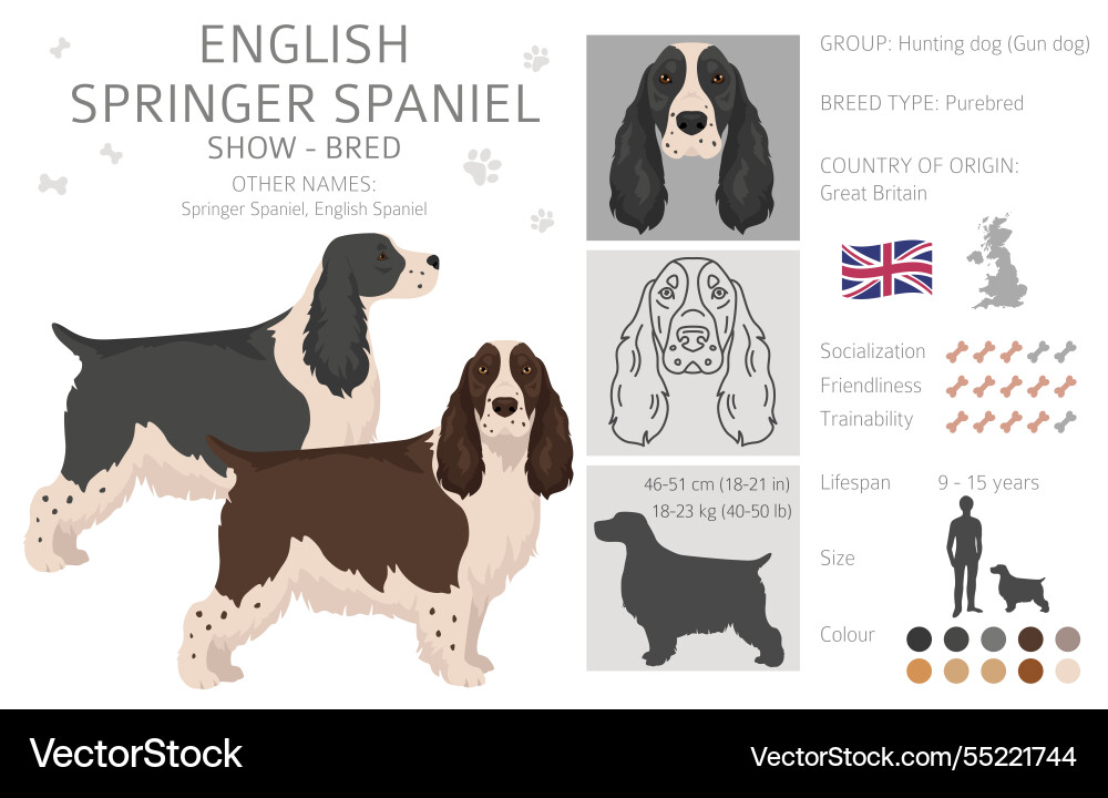 English springer spaniel clipart different poses Vector Image
