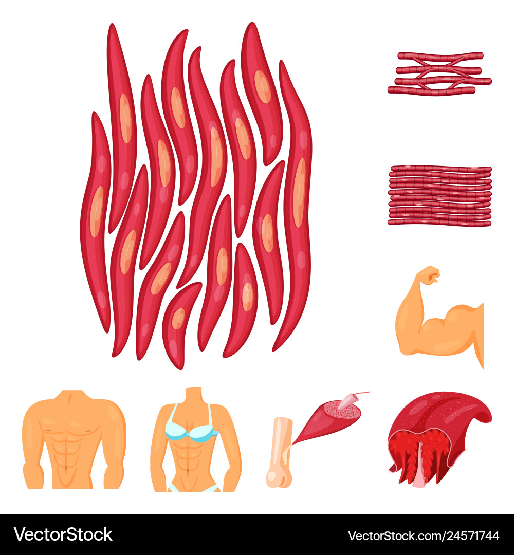 Muscle and Cell Anatomy Set Royalty Free Vector Image