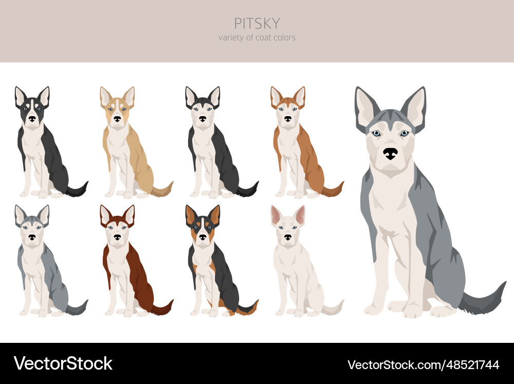 Pitsky Dog Mix - Husky & Pit Bull Royalty Free Vector