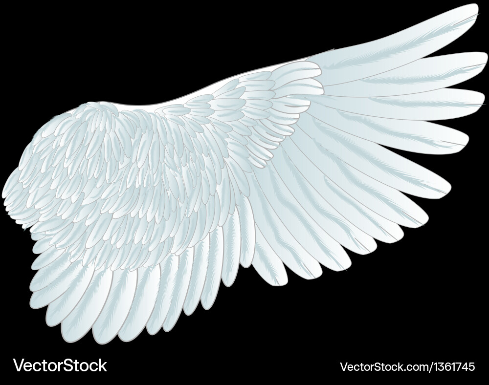 White Swan Wing Royalty Free Vector Image - VectorStock