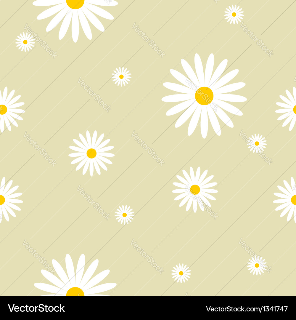 Camomile background Royalty Free Vector Image - VectorStock