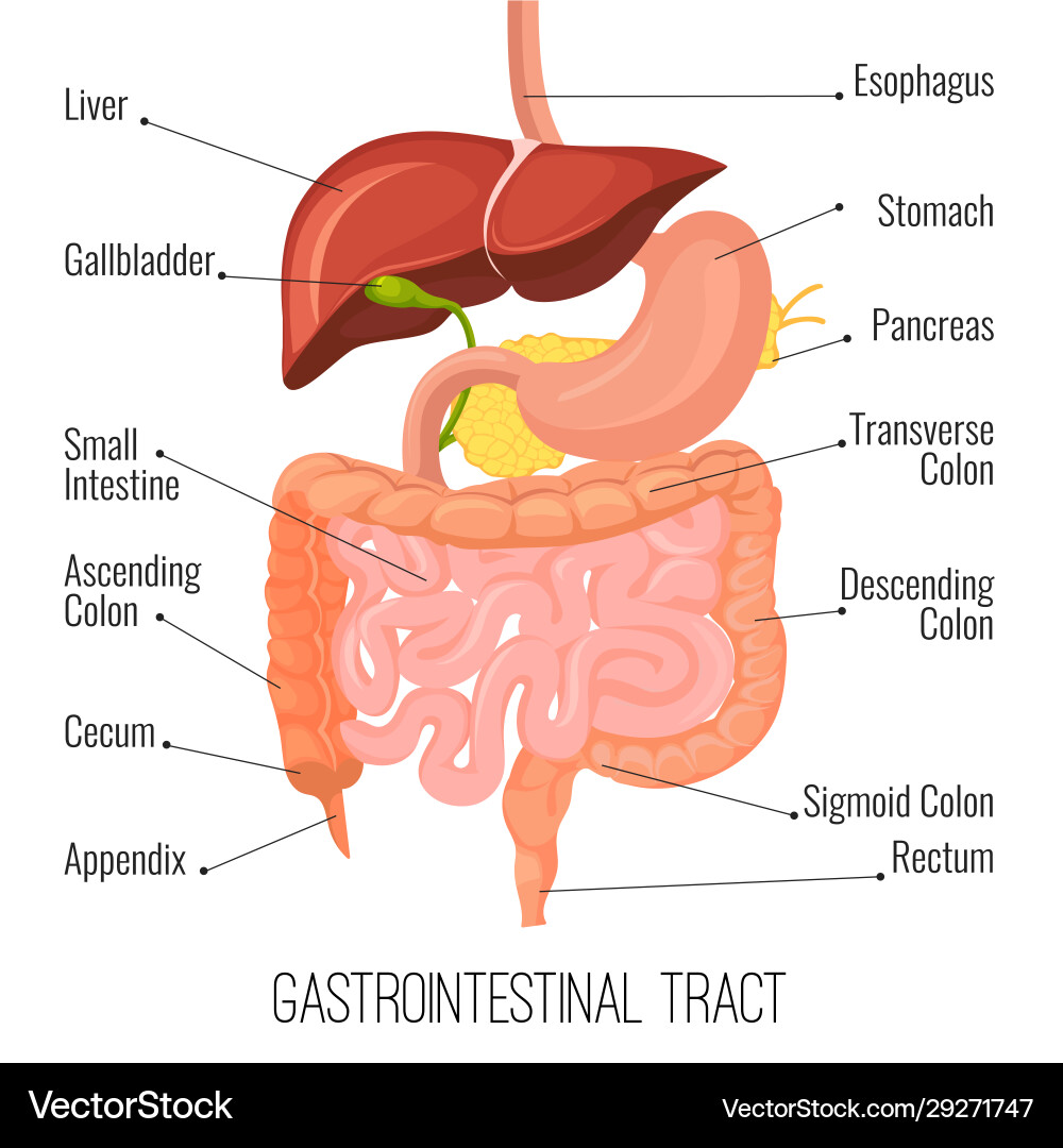 Gastrointestinal Tract Vector Images (over 3,200)