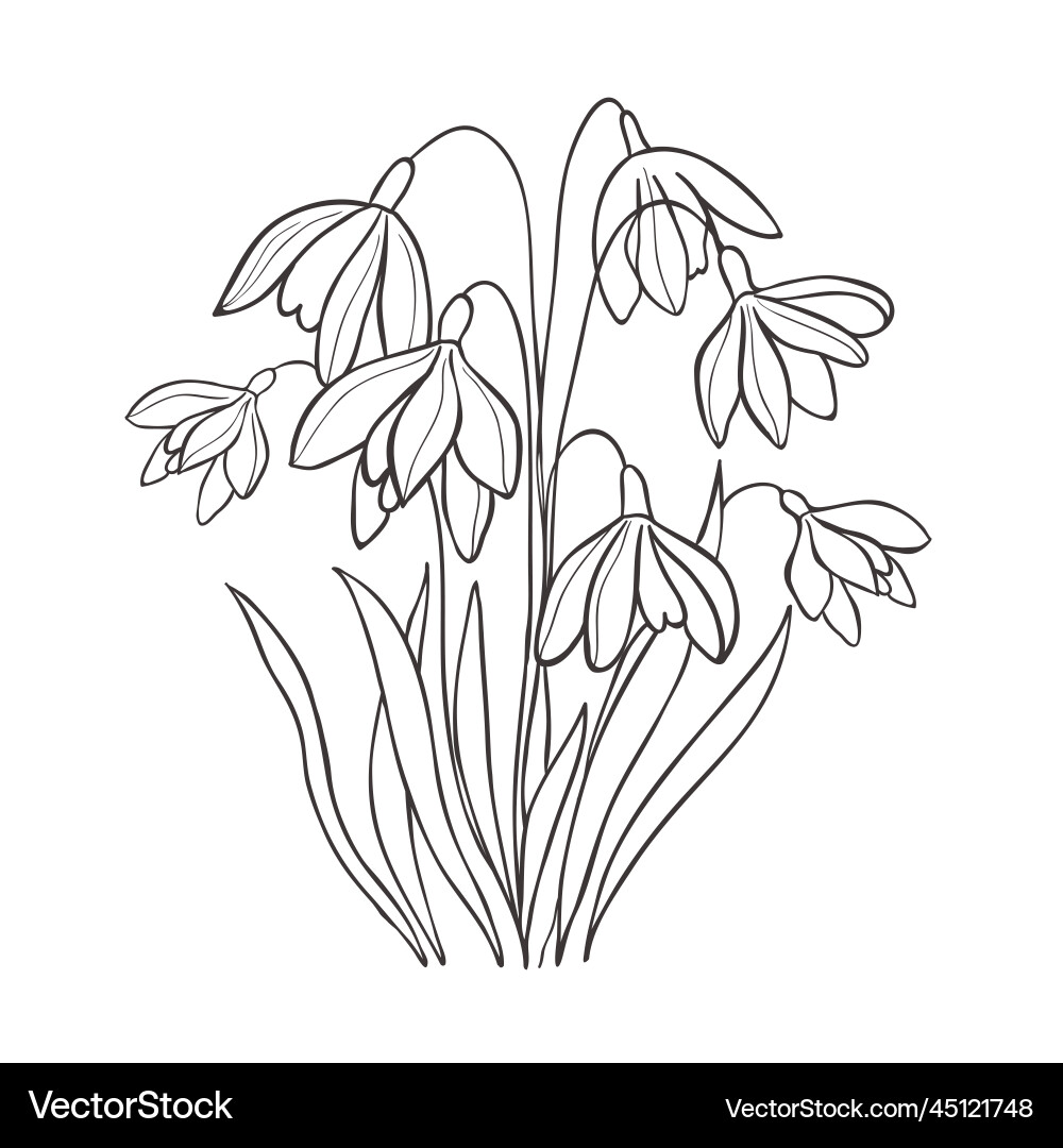 Snowdrop Flower Drawing Continuous Line Drawing Of A Snowdrops