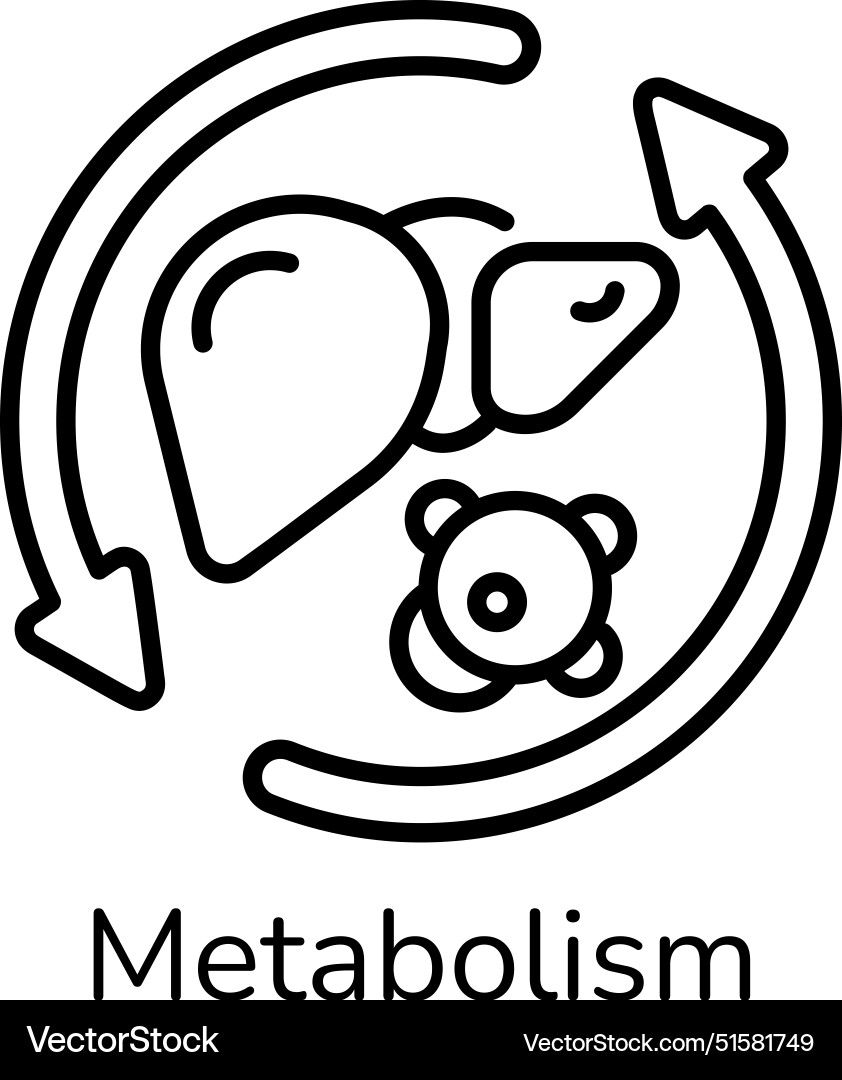Metabolism Royalty Free Vector Image - VectorStock