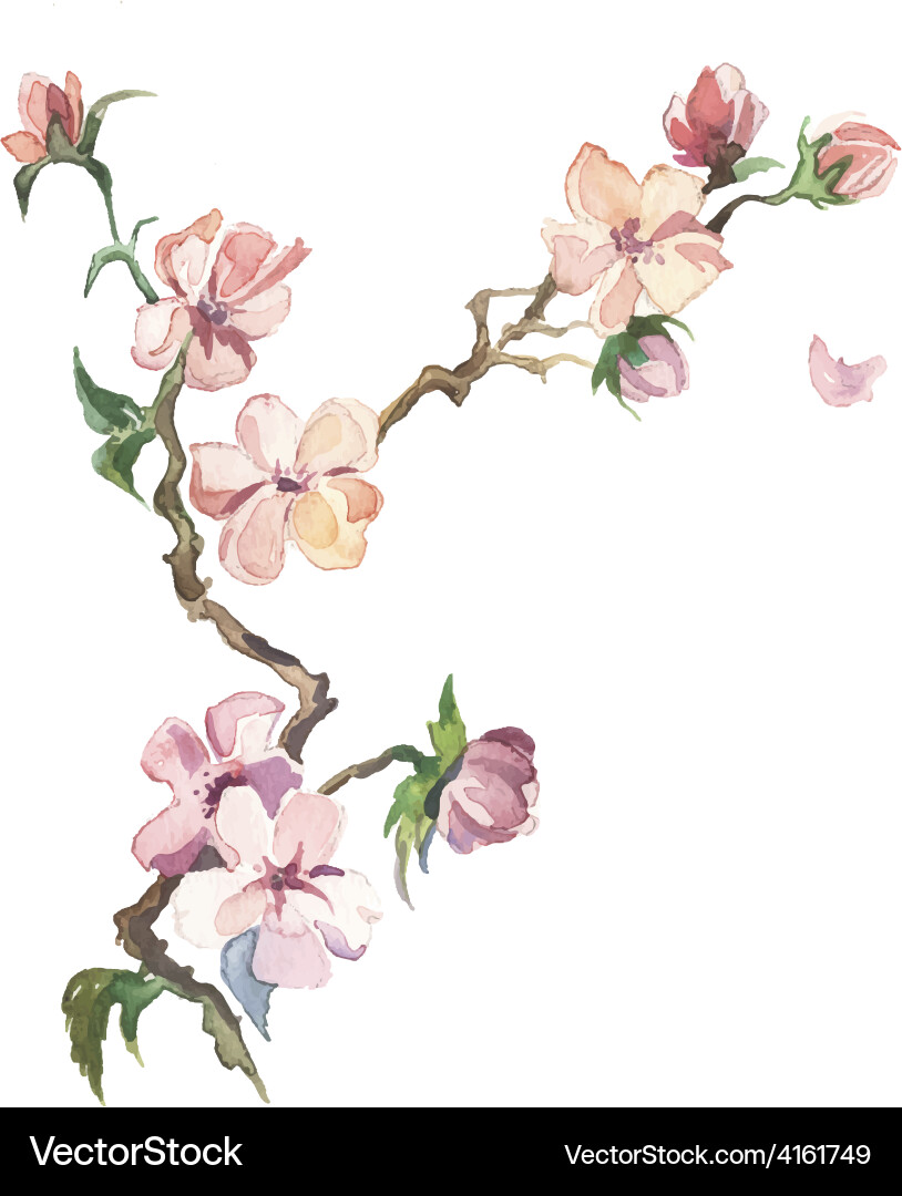 Spring flowers watercolor isolated Royalty Free Vector Image