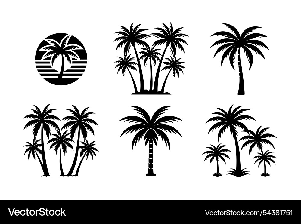 Palm tree for tropical designs Royalty Free Vector Image