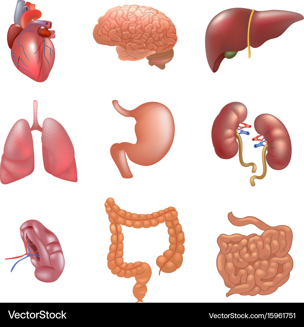 Realistic human organs set anatomy Royalty Free Vector Image