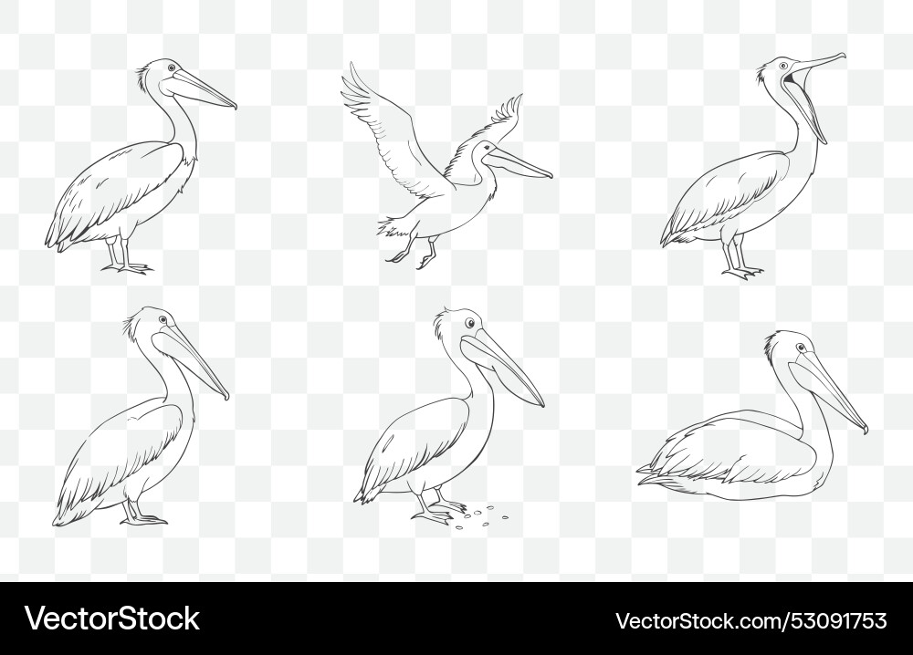 Print pelican line art set Royalty Free Vector Image