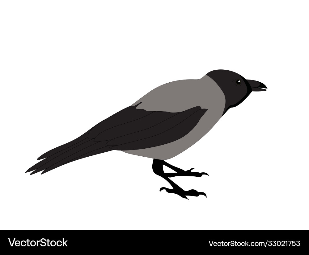 Raven image isolated on white background Vector Image