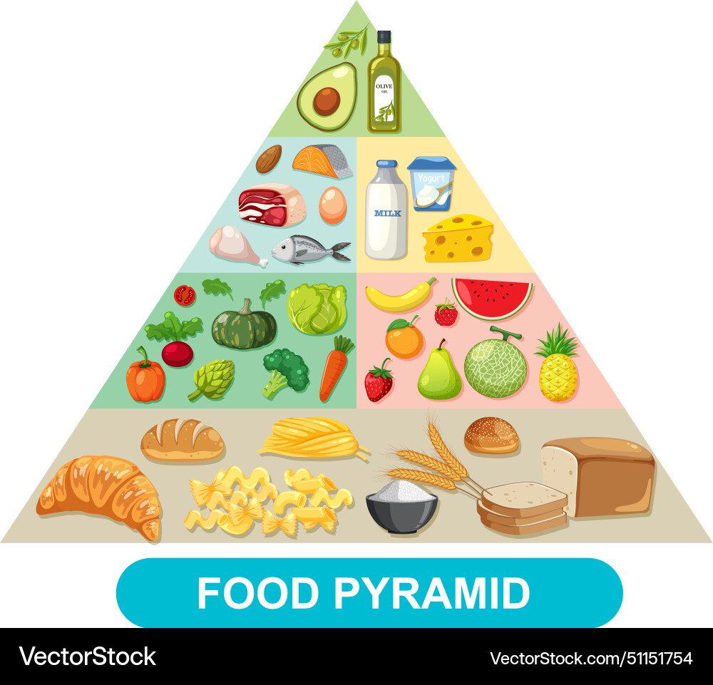 Food pyramid with various groups Royalty Free Vector Image