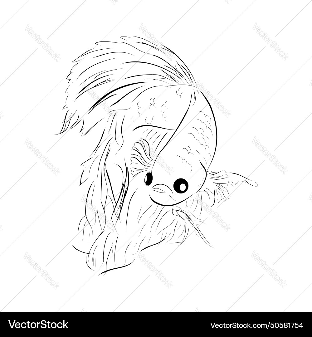 Simple outline betta or siamese fighting fish Vector Image