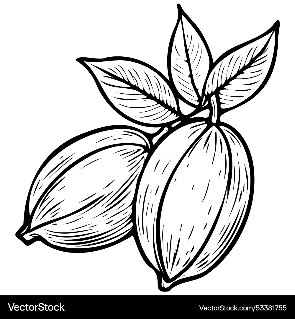 Indian almond drawing vintage fruit image Vector Image
