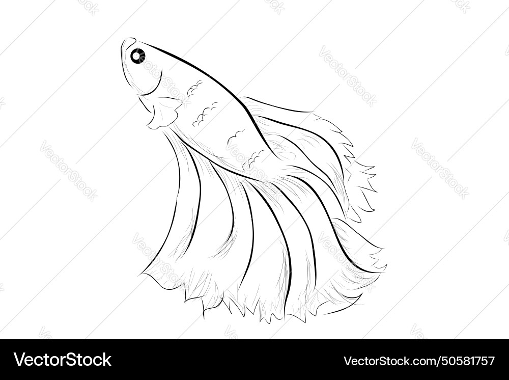 Simple outline betta or siamese fighting fish Vector Image